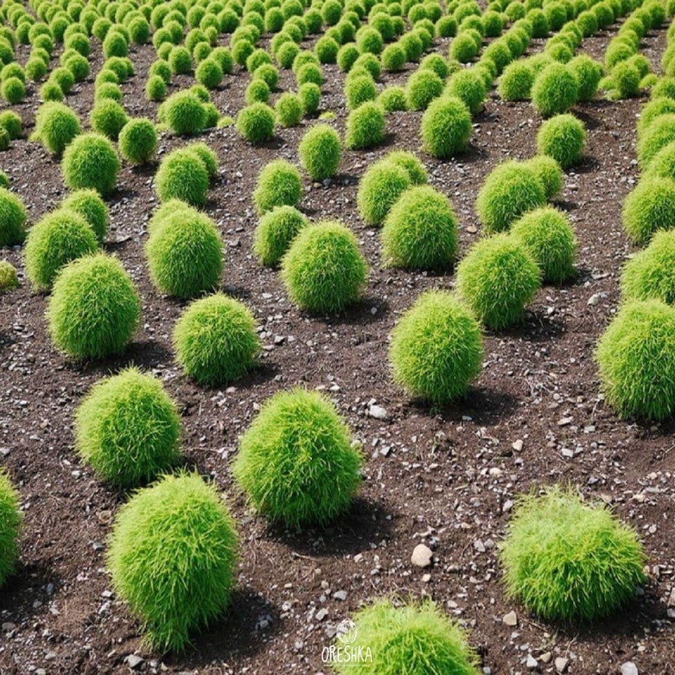 Kochia Seedling