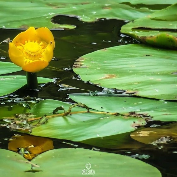 Nuphar Lutea