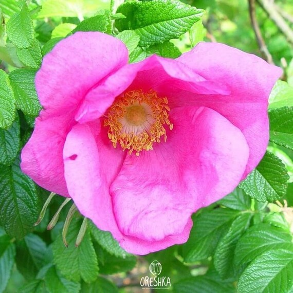 Rosa Rugosa Bush