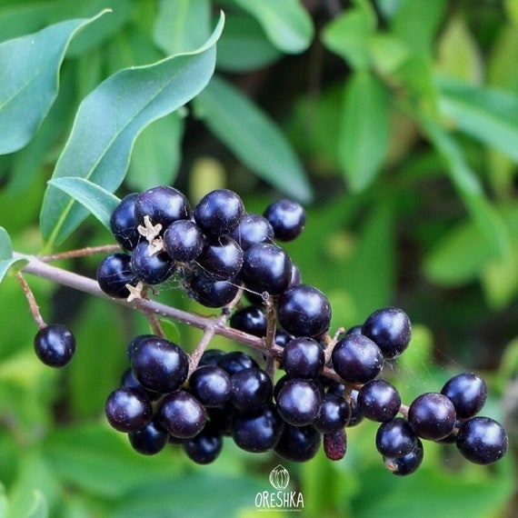 Privet Hedge Berries