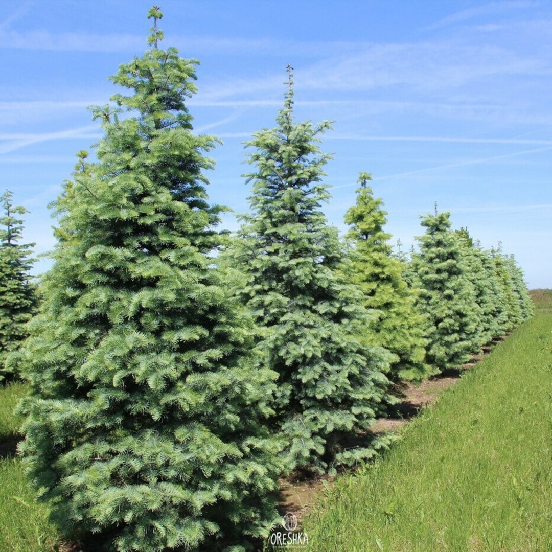 Abies Concolor 20 PCS Fresh Seeds White Fir Christmas Tree - Etsy UK