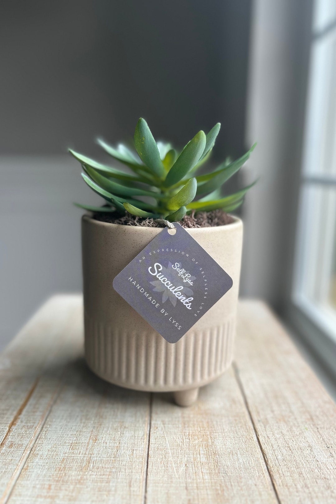 Faux Succulent in a Speckled Tan Ceramic Pot, Perfect for a Modern ...