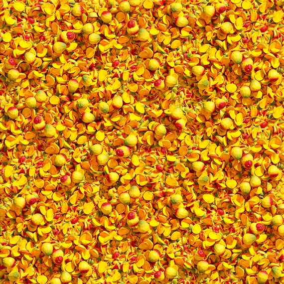 Mango Background High-res PNG 3D Low-poly 4k Background - Etsy