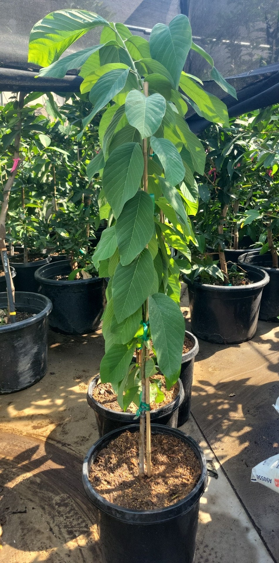 Free Shipping Grafted Lisa Atemoya Tree 3 to 4 Ft Tall - Etsy