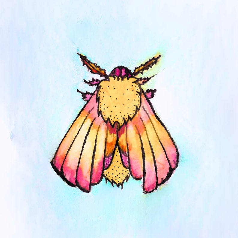 Rosy Maple Moth [2 Versions] SVG/PNG Vector Digital Download - Etsy