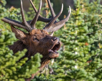 Kevinkonitshekphoto - Etsy