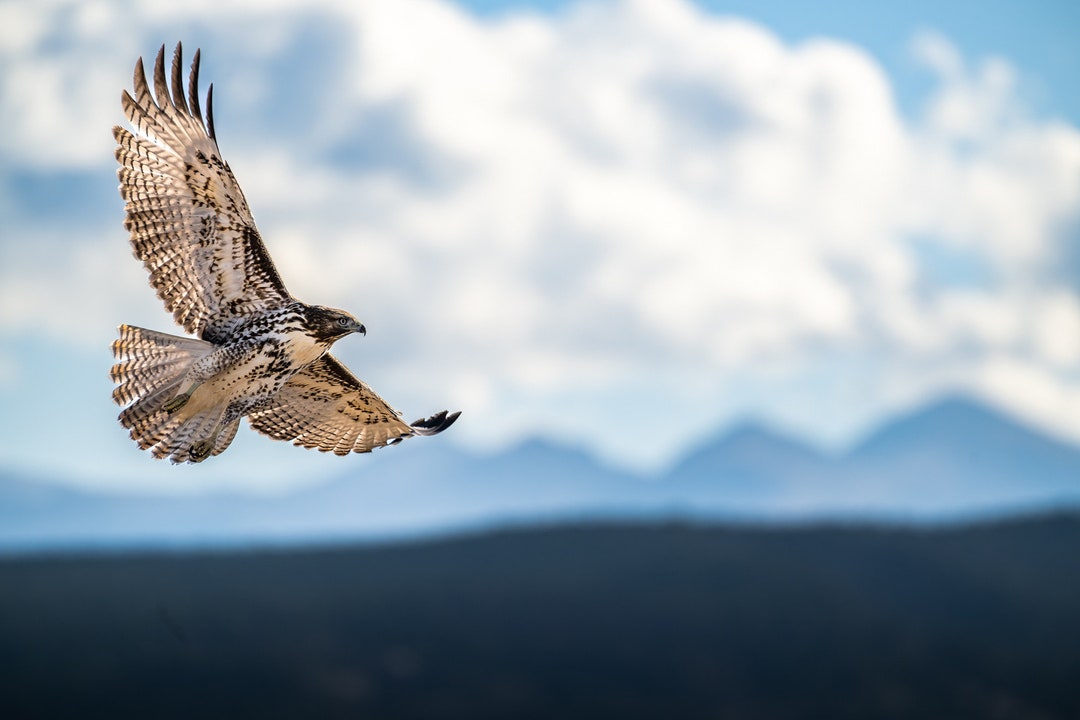 Hawk View - Etsy