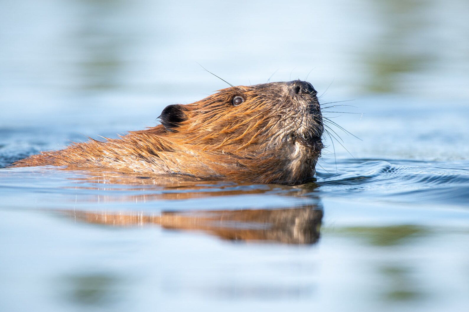 Beaver Patrol - Etsy