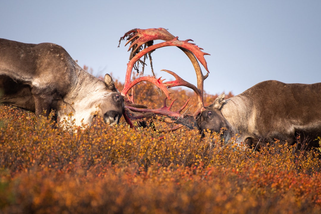 Caribou Battle - Etsy