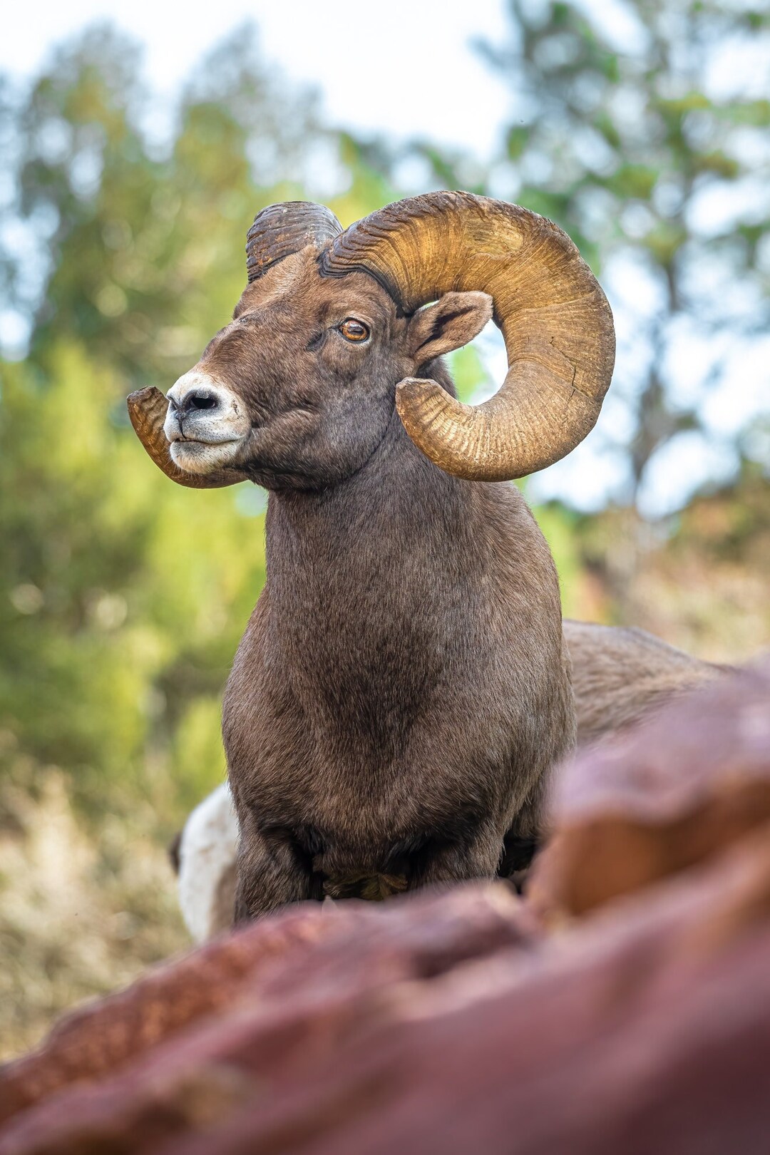 Red Rocky Ram - Etsy