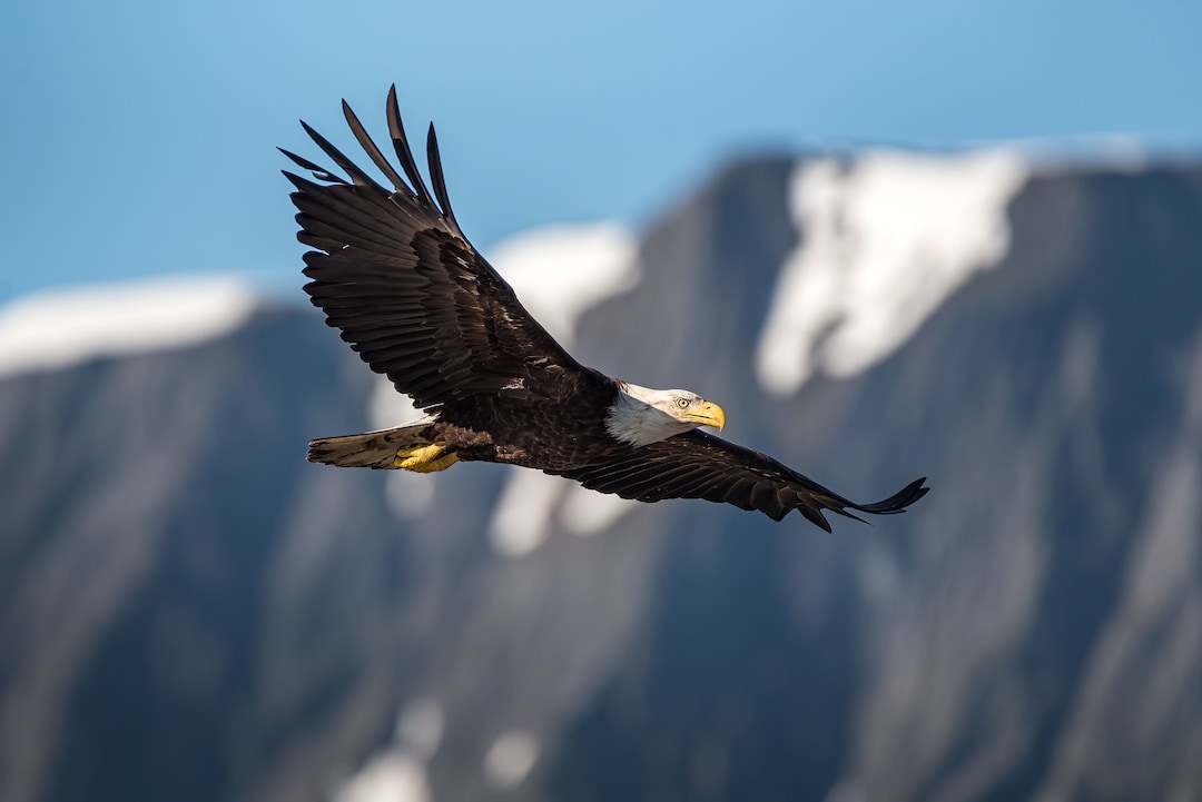 Last Frontier Eagle - Etsy