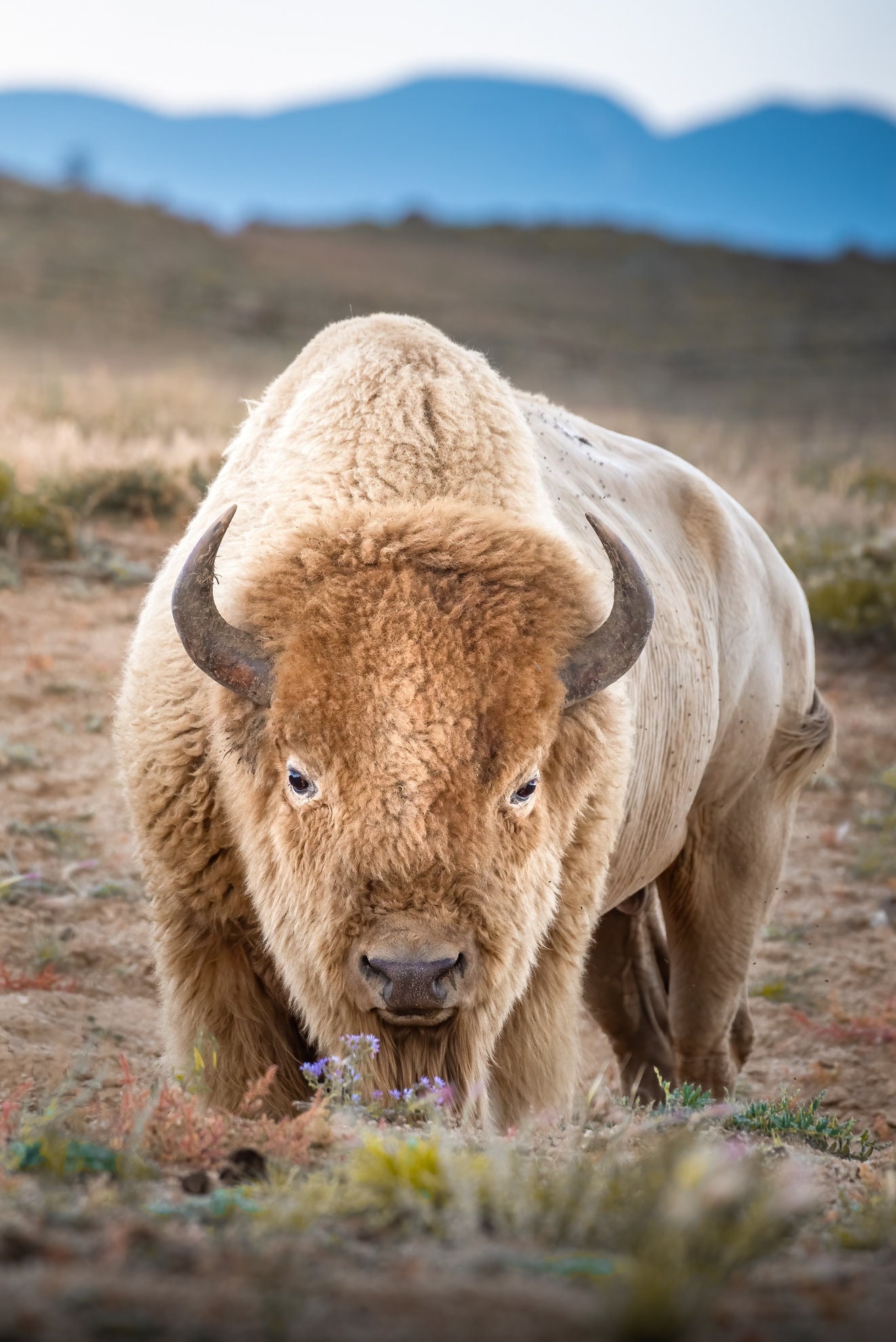 White Bison - Etsy