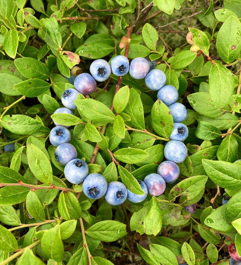 Blueberry Bracelet - Etsy