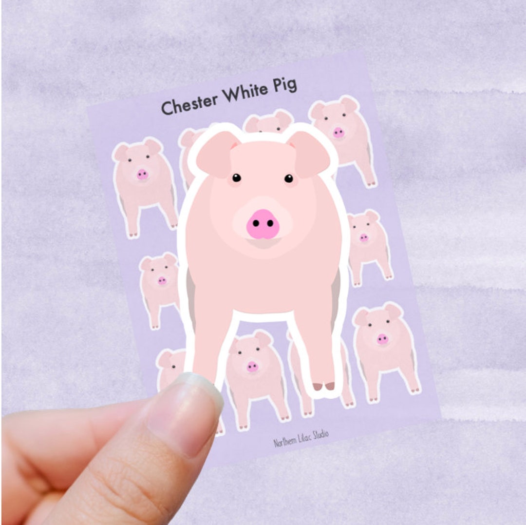 Chester White Pig Vinyl Sticker Sheet - Etsy