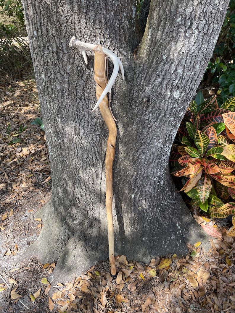 42.5” Natural Sweetgum Walking Staff With Deer Antler - Etsy
