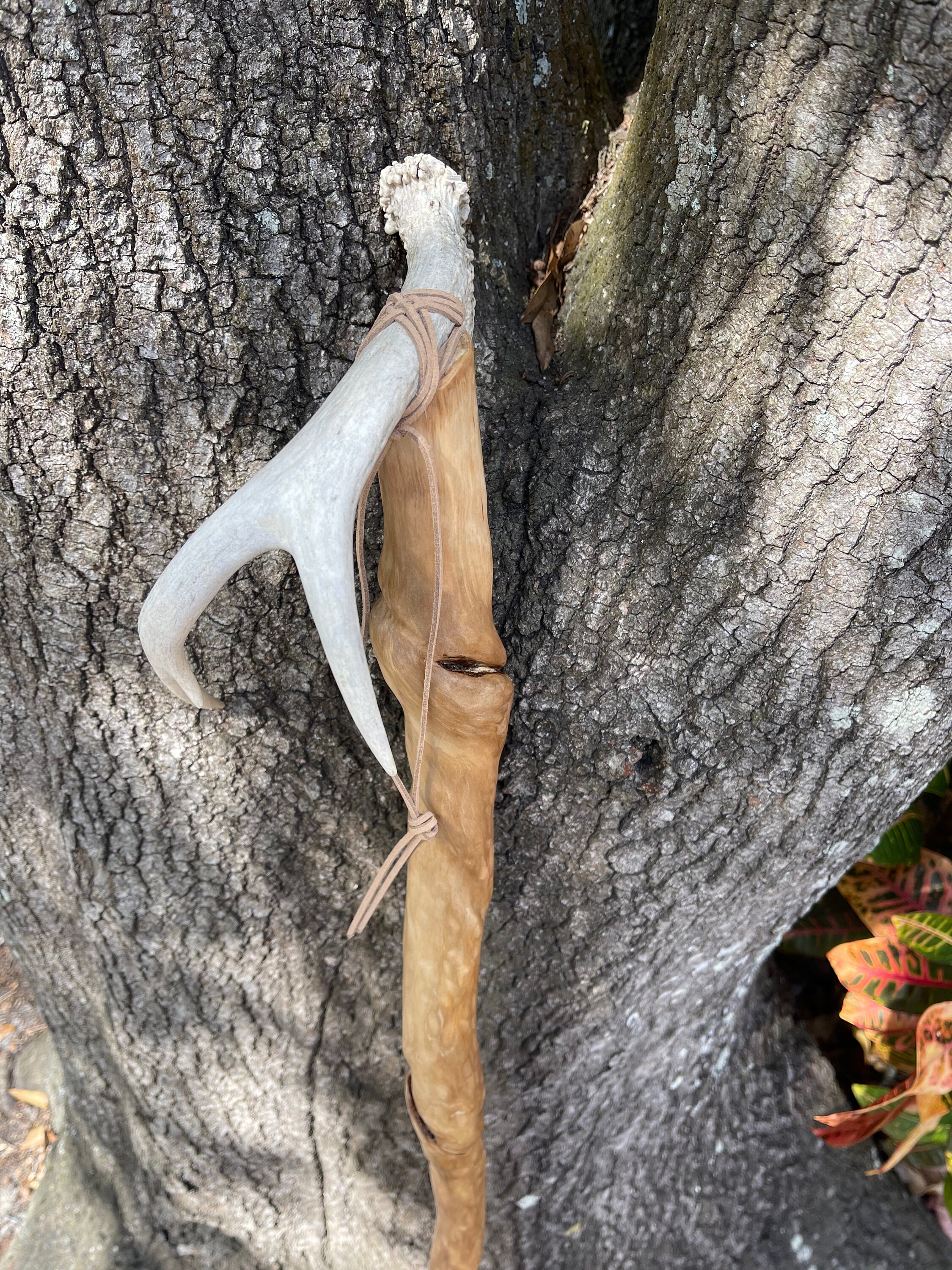 42.5” Natural Sweetgum Walking Staff With Deer Antler - Etsy