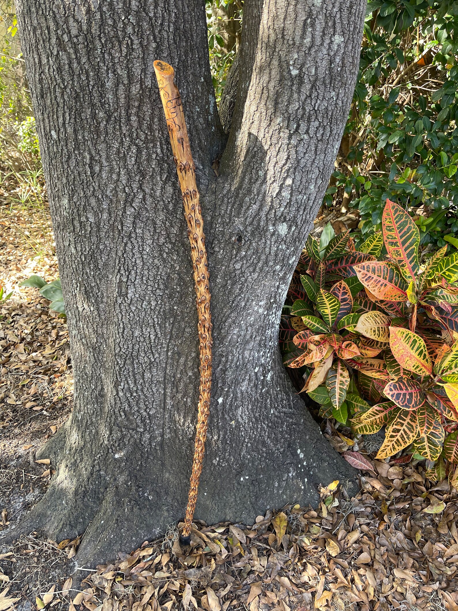 47” Royal Palm Walking Staff With Natural Knobby Shaft, and 350 Million ...