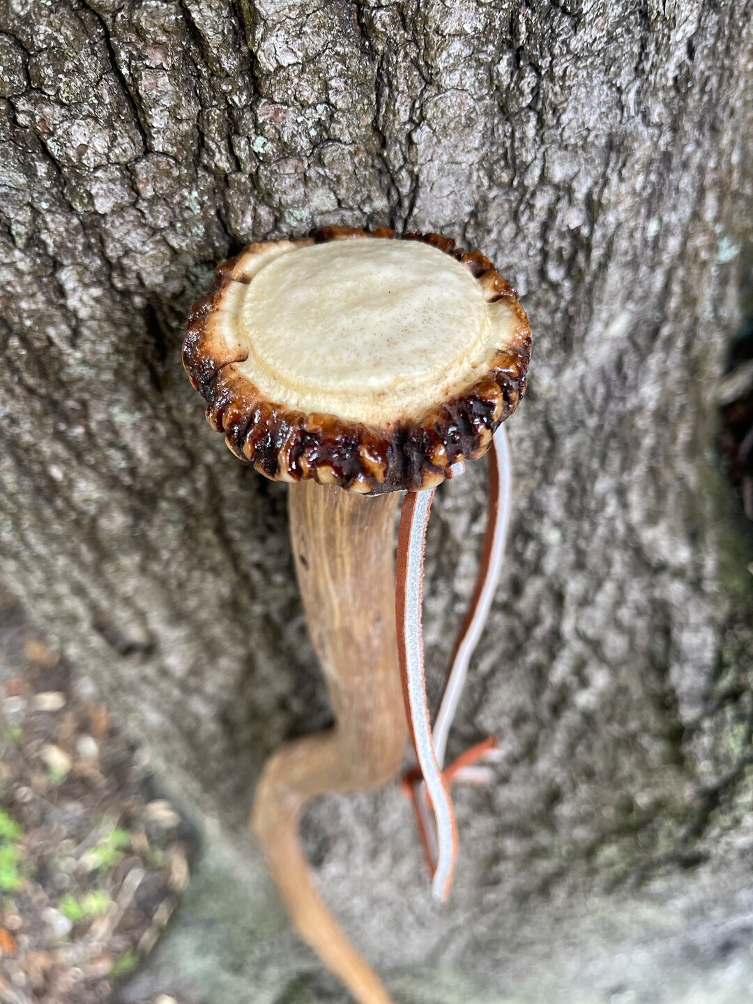 47.5” Red Oak Hardwood With Red Deer Antler Rosette Topper - Etsy