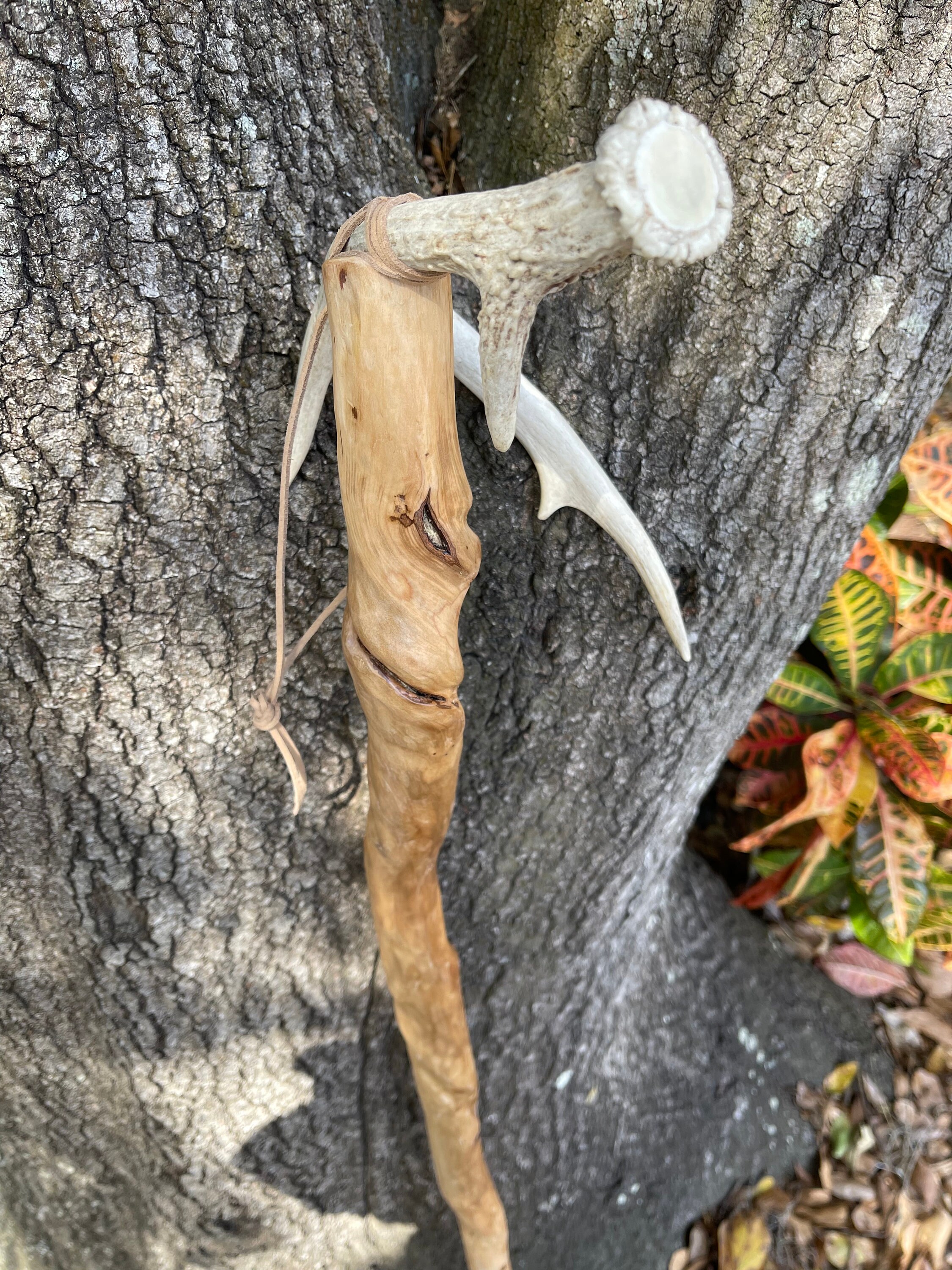 42.5” Natural Sweetgum Walking Staff With Deer Antler - Etsy