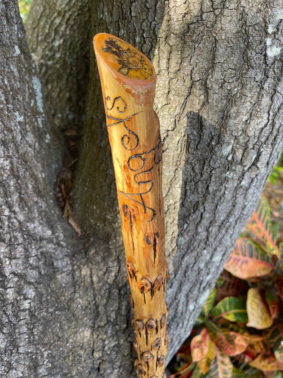 47” Royal Palm Walking Staff With Natural Knobby Shaft, and 350 Million ...