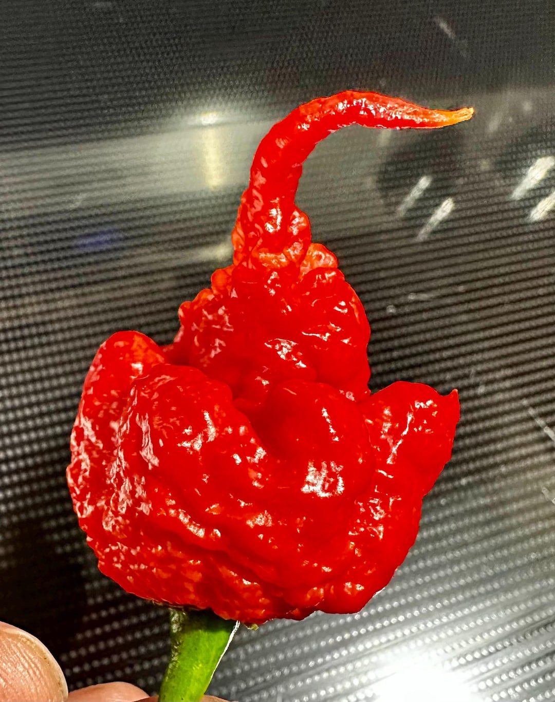 RB003 Hot Pepper Seeds – Rare & Intense Heat (10+ Seeds) - Etsy