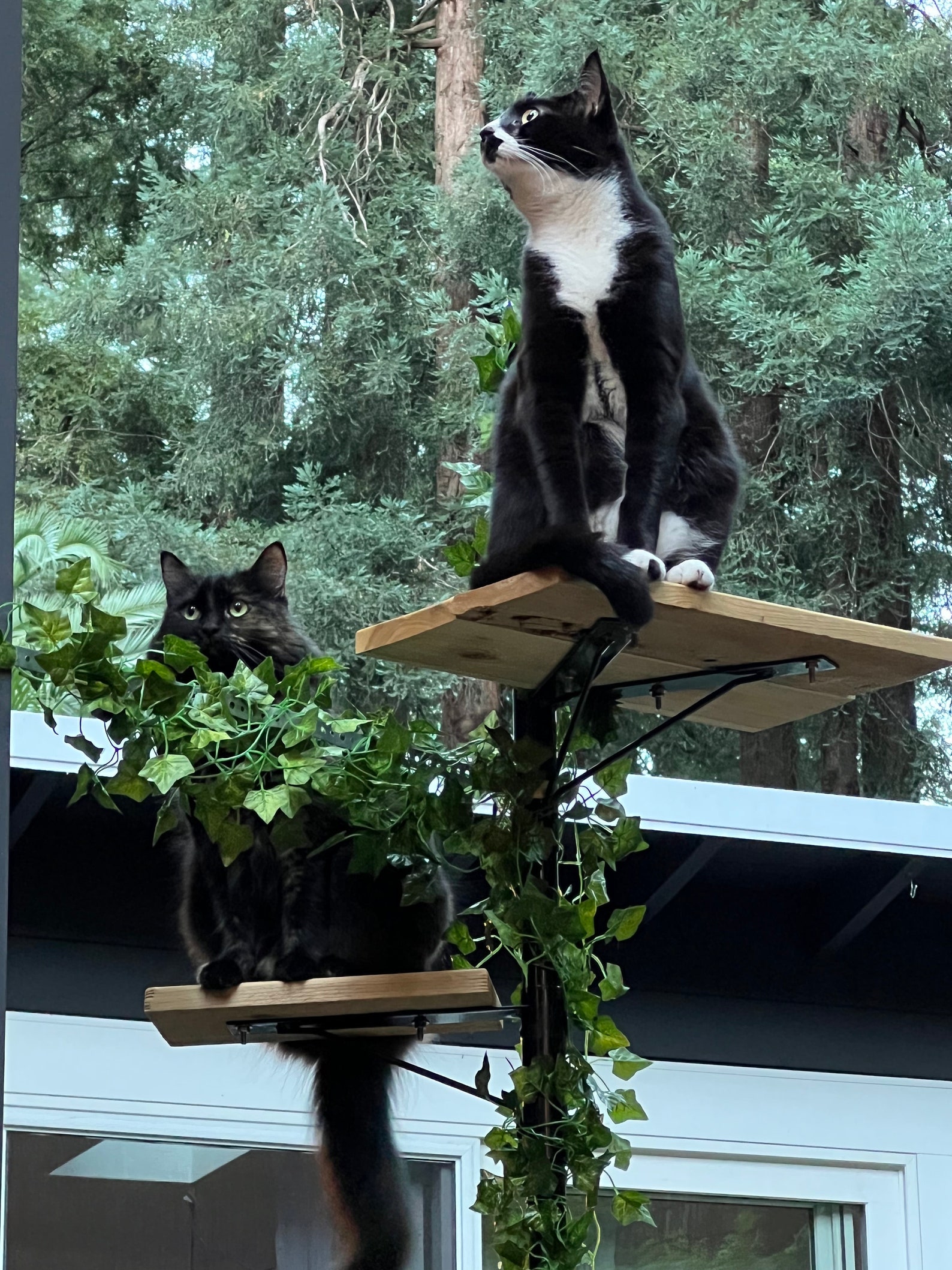 Purrfect Perch Outdoor Cat Tree - Etsy