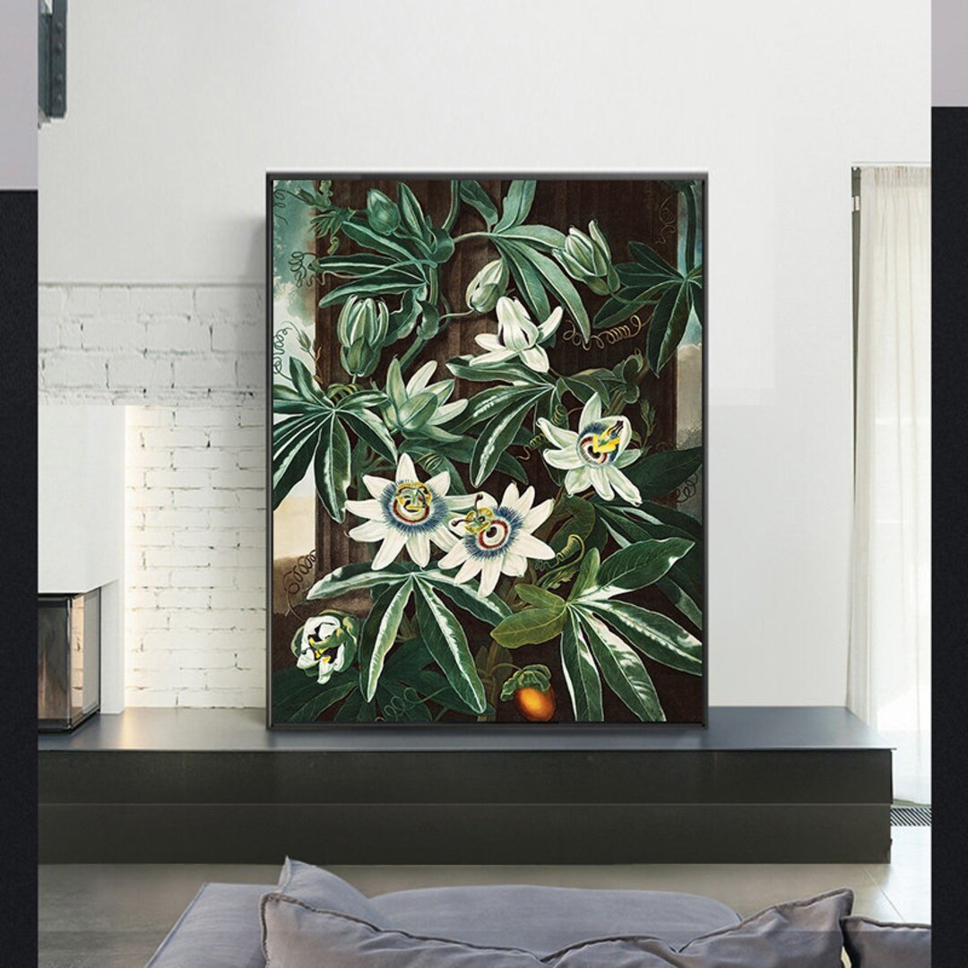 The Passiflora Cerulea-robert John Thornton,decor,fine Art,vintage ...