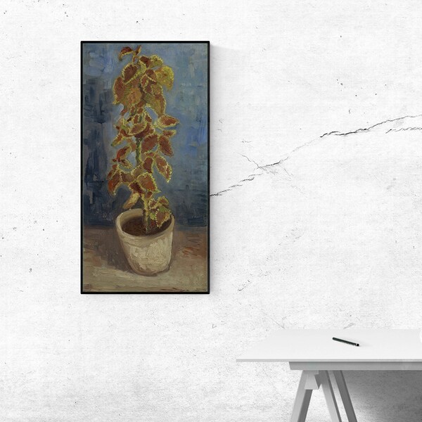 Coleus Plant - Etsy