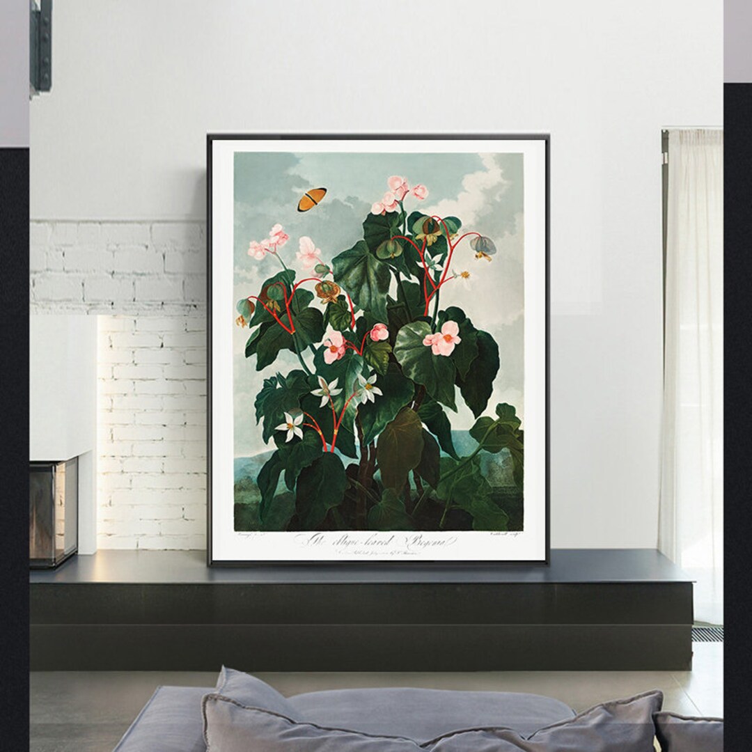 The Begonia-robert John Thornton,home Office Decor,fine Art,vintage ...