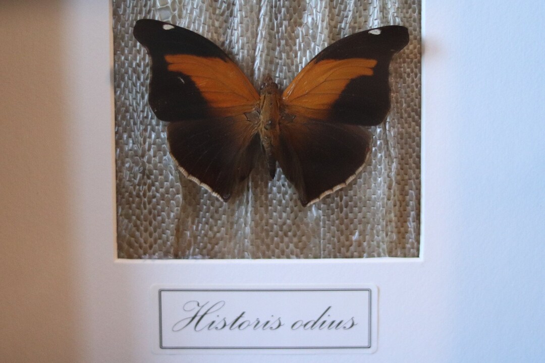 Historis Odius on Real Snake Skin - Butterfly Prepared - Real ...
