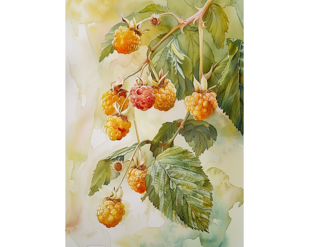 Yellow Raspberry Art Raspberry on Branch Print Golden Raspberry Poster ...