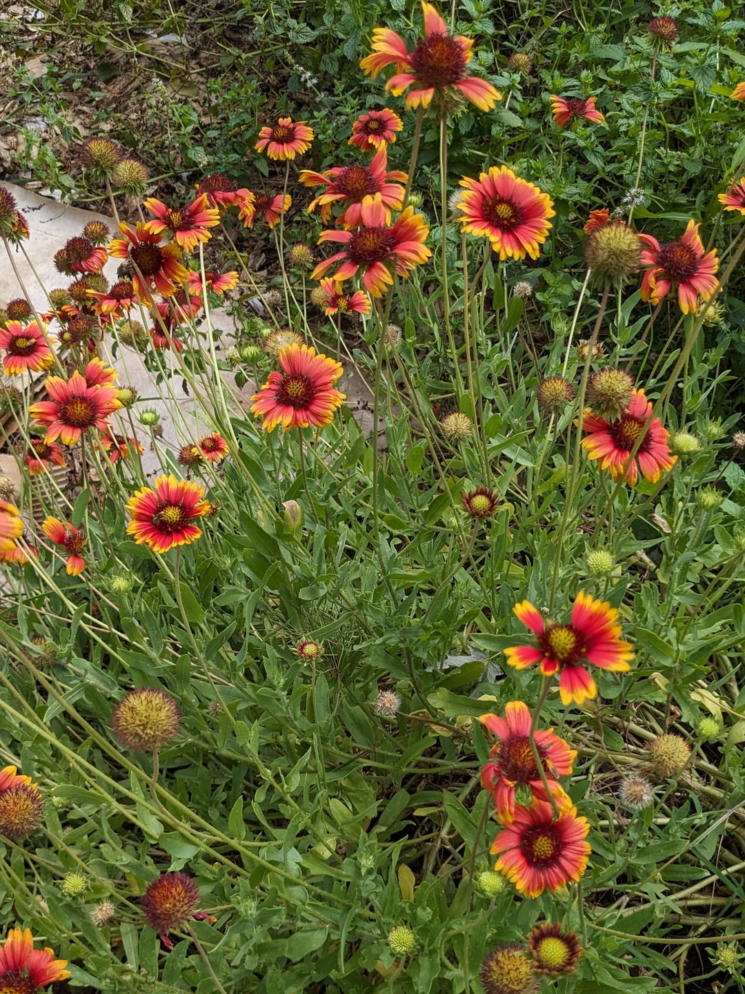 Gaillardia Blanket Flower Seeds X 100 - Etsy