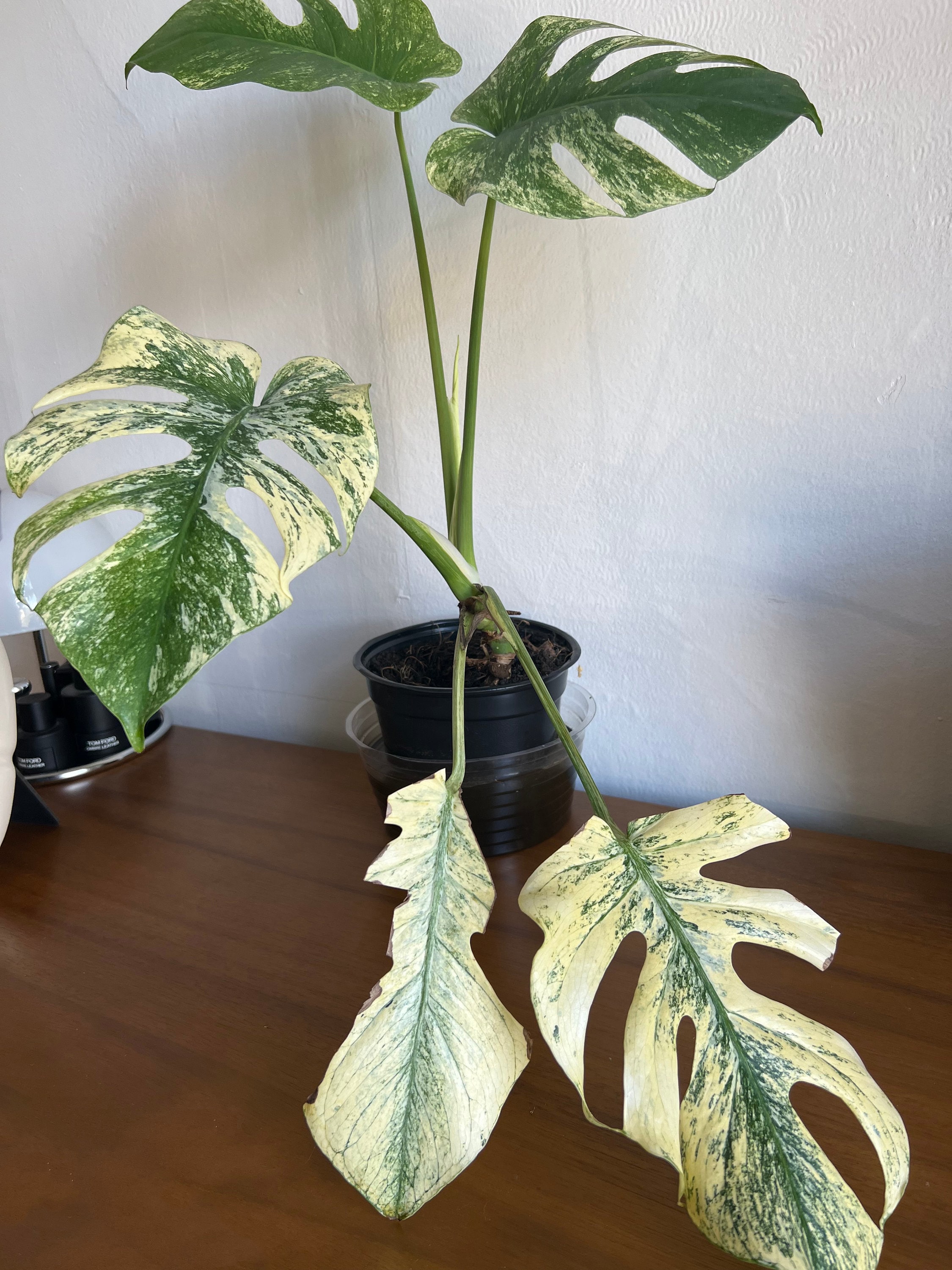 Monstera White Monster / Monstera Mint US Seller - Etsy