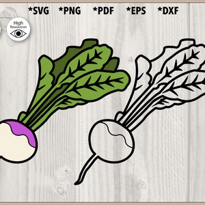 Turnip Color and Outline Clipart Svg, Png, Pdf, Dxf, Eps Cut File - Etsy