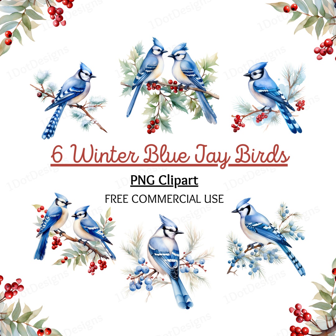Winter Blue Jay Bird Clipart Bundle, Winter PNG, Winter Clipart ...