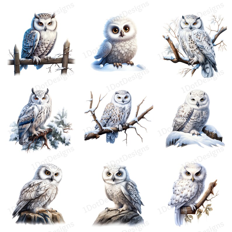 Snowy Owl Clipart Bundle, Snowy Owl PNG, Nature Clipart, Arctic Bird ...
