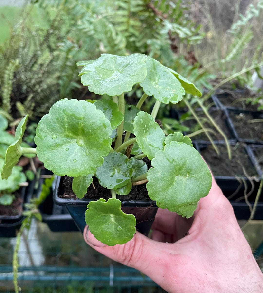 Wall Pennywort, Belly Button Plant, Navelwort, Umbilicus Rupestris ...