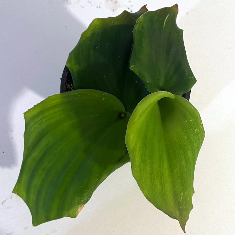 Indonesia Ginger - Etsy UK