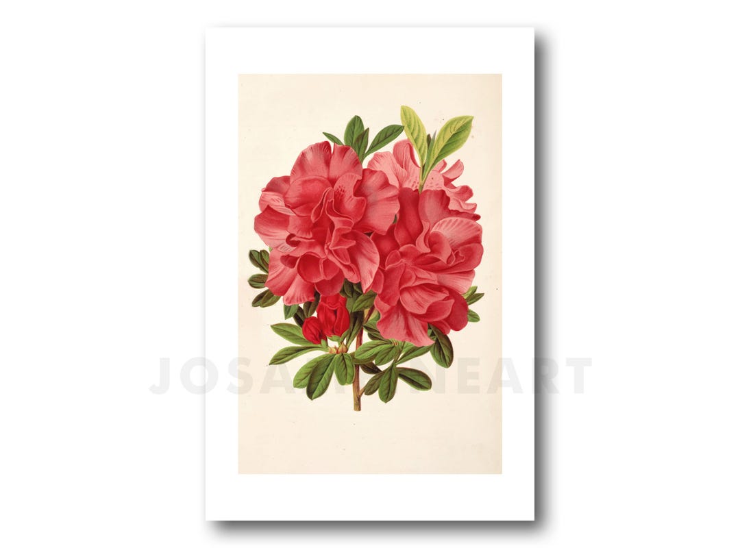 CHARLES ANTOINE LEMAIRE, "azalea (indica) Grande Duchesse De Bade ...
