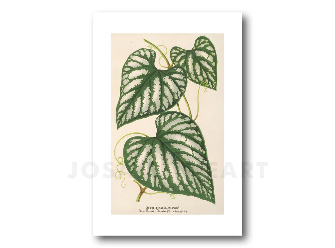 CHARLES ANTOINE LEMAIRE, "cissus Lindeni" (1896), Giclee Fine Art Print ...