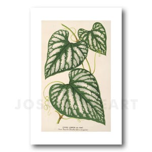 CHARLES ANTOINE LEMAIRE, "cissus Lindeni" (1896), Giclee Fine Art Print ...