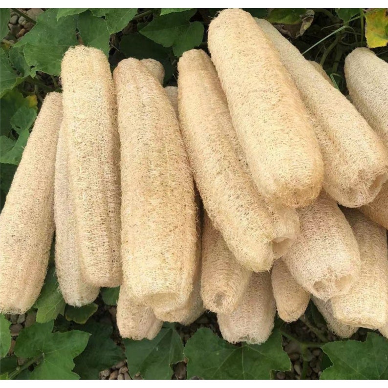 Set of 4 Natural Loofah | FAST SHIPPING | Organically Grown | Bath ...
