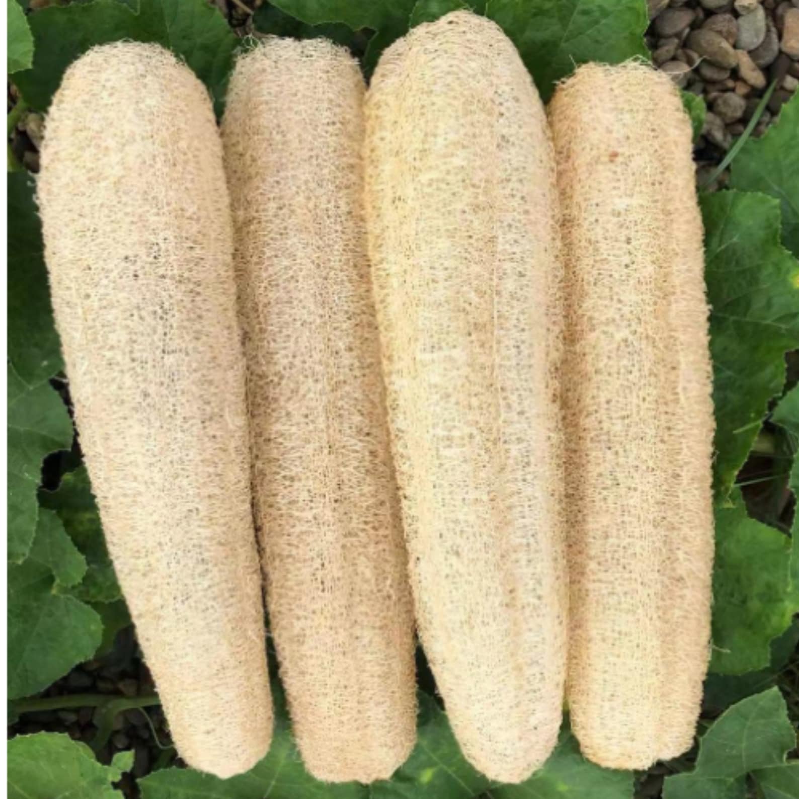 Set of 4 Natural Loofah | FAST SHIPPING | Organically Grown | Bath ...