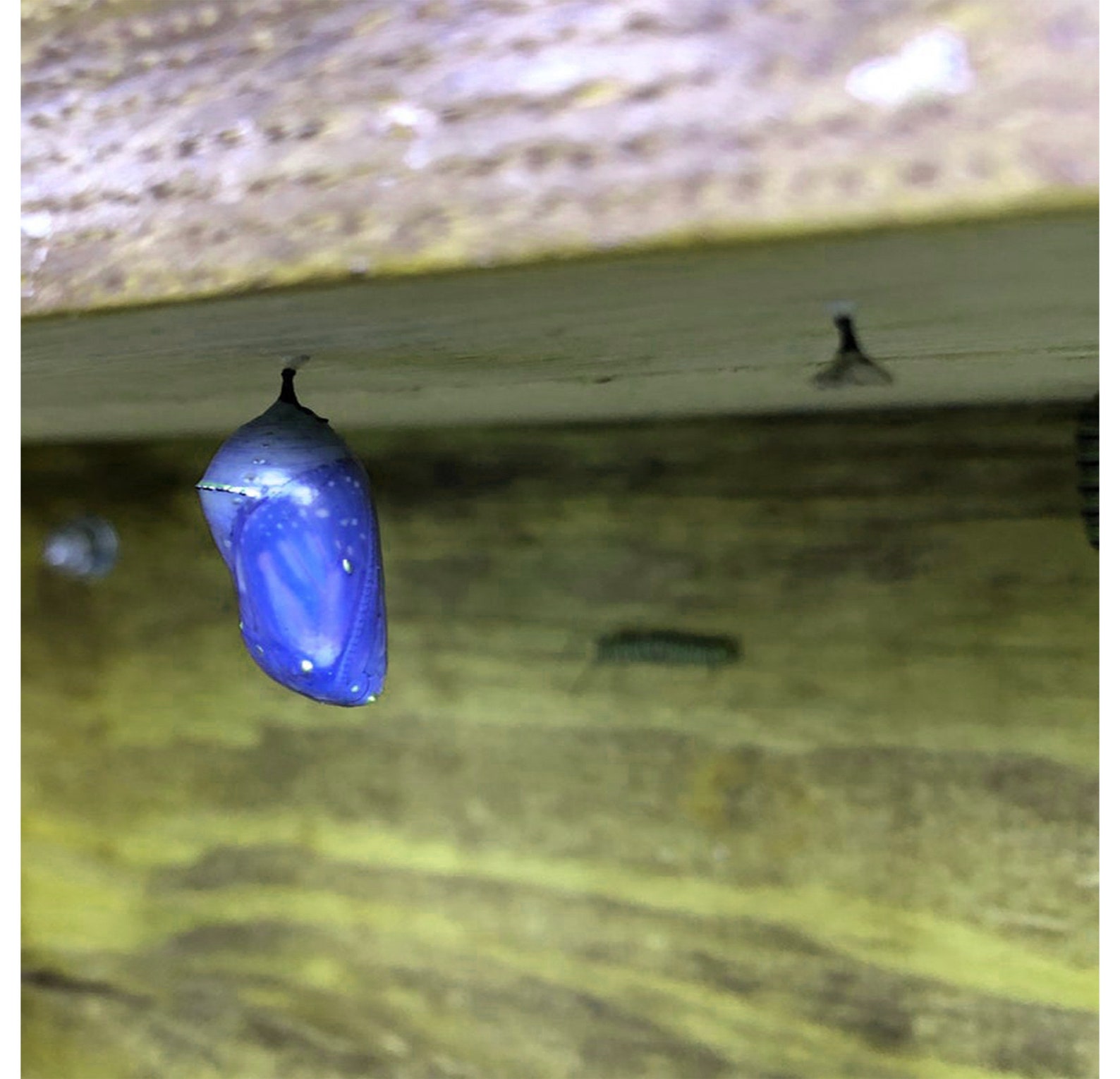 DIY Butterfly House Plans - Build Butterfly House Garden - DIY Wood ...