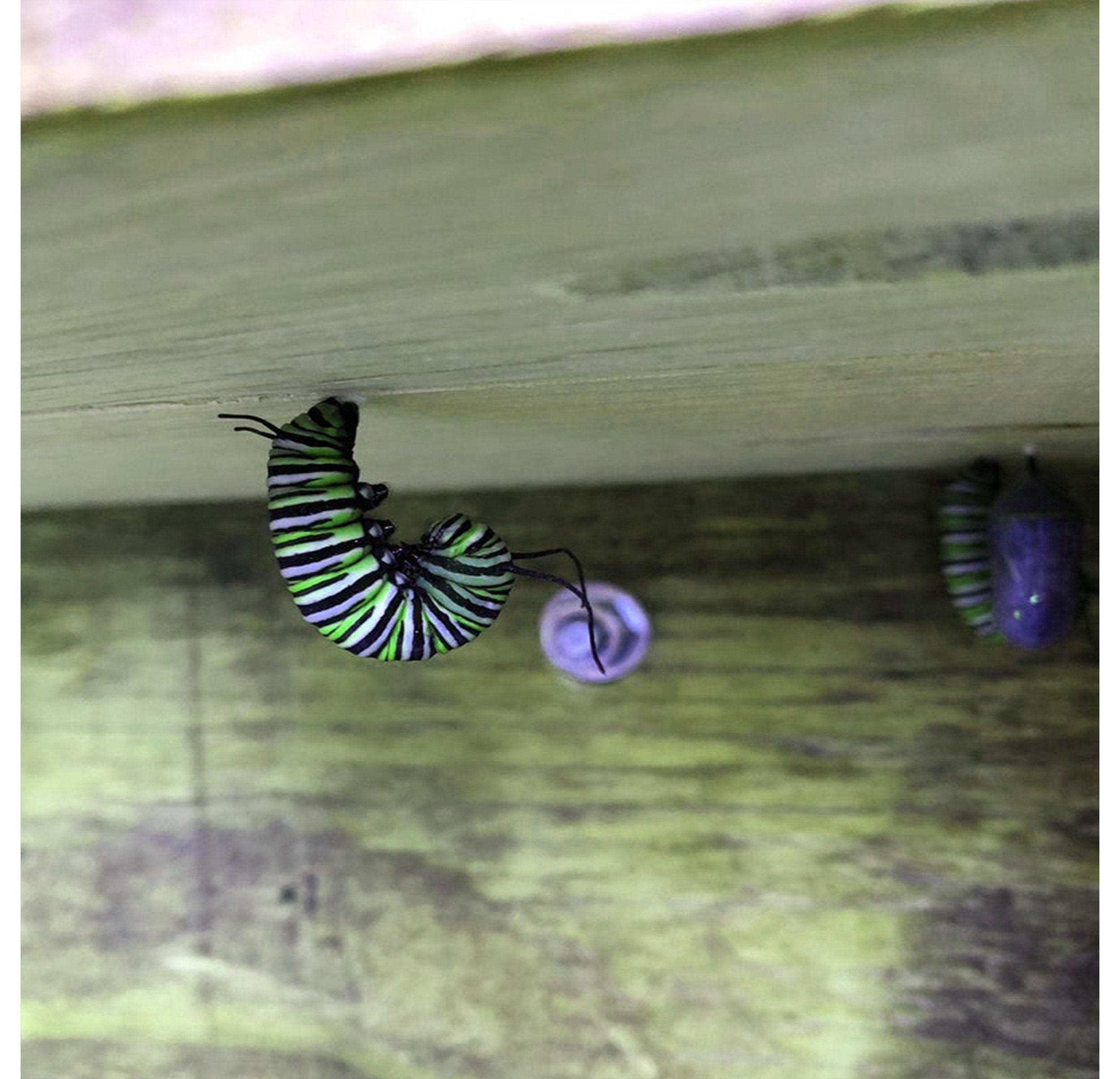 DIY Butterfly House Plans - Build Butterfly House Garden - DIY Wood ...
