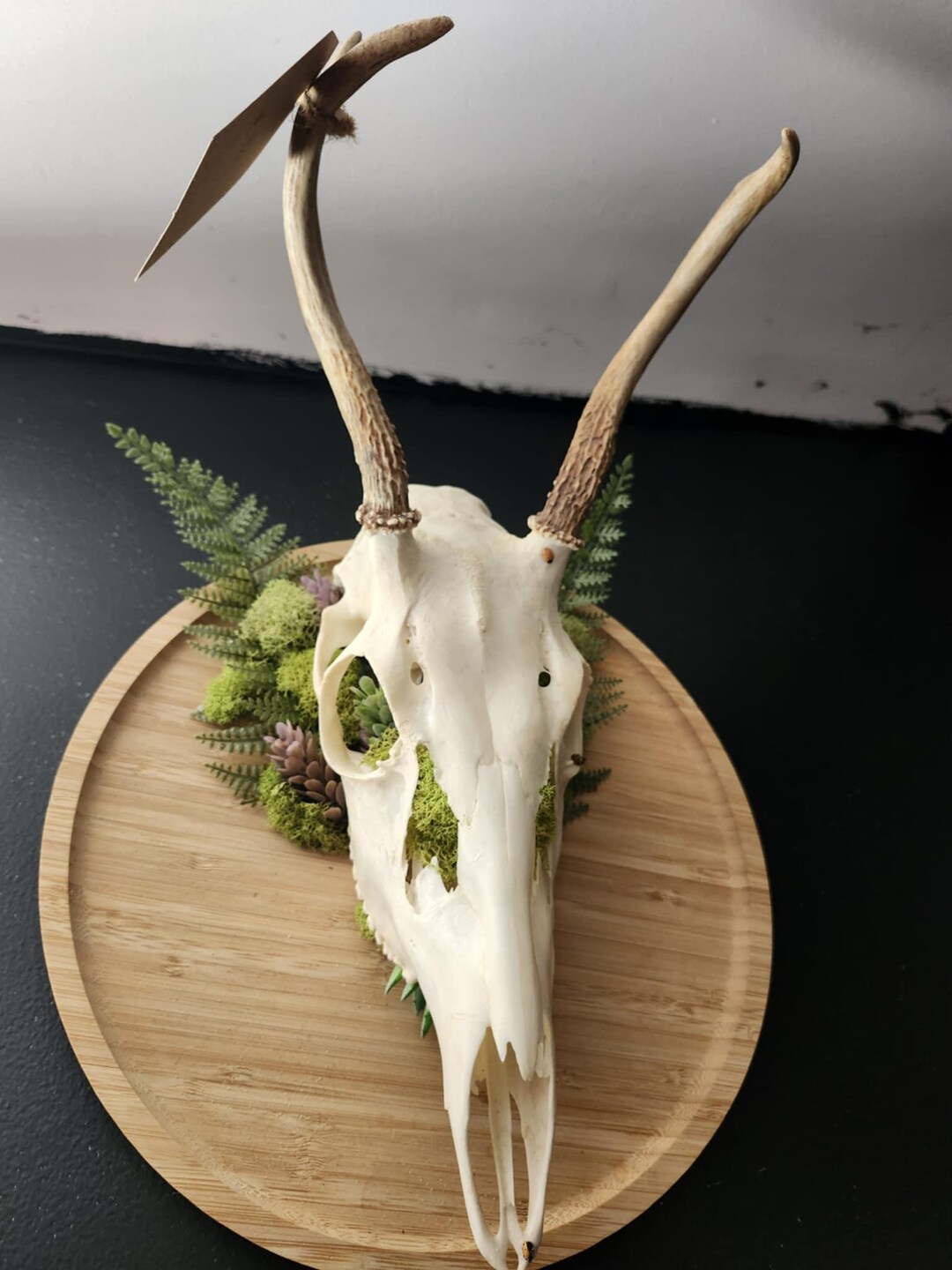 Hanging Deer Skull Display - Etsy