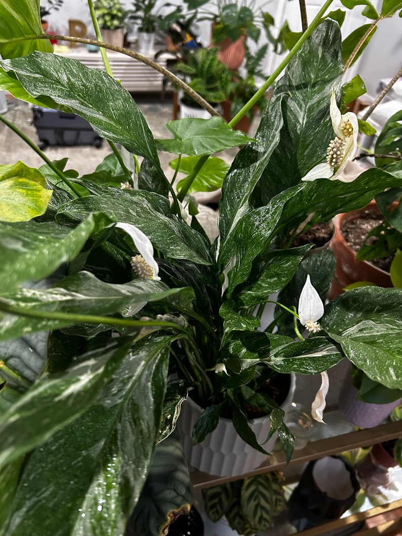 Spathyphyllium Domino variegated Peace Lily 6 Inch - Etsy