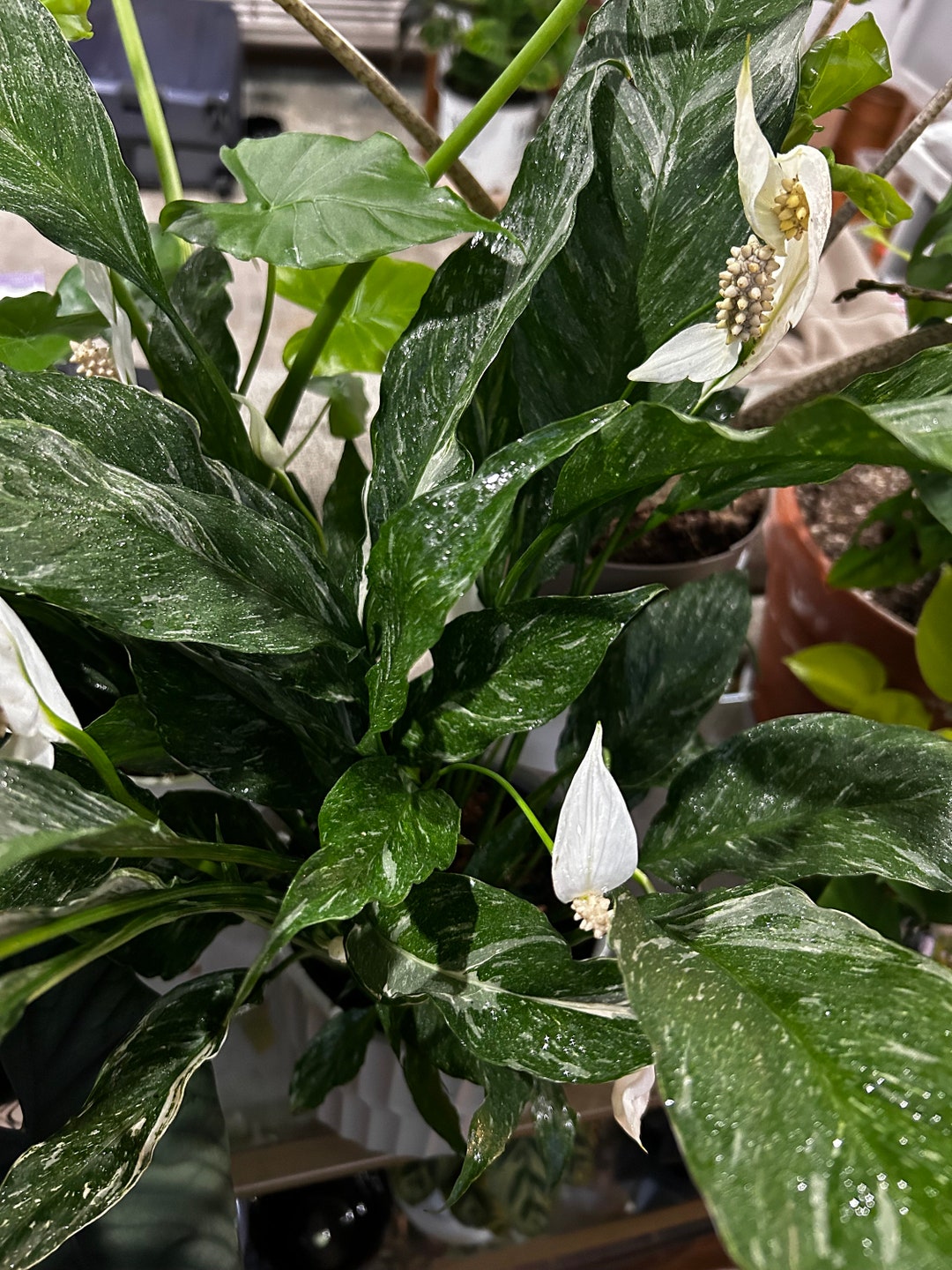 Spathyphyllium Domino variegated Peace Lily 6 Inch - Etsy