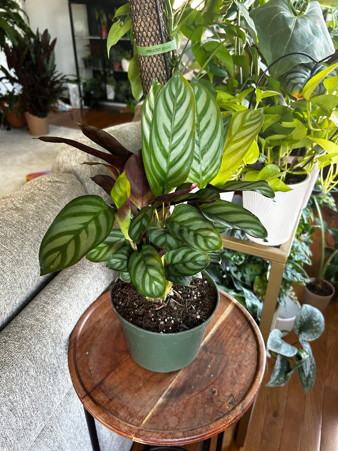 Calathea Setosa 6 Inch - Etsy