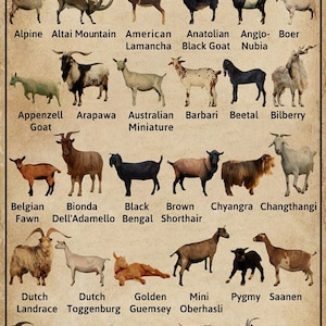 Breeds of Goat Poster, Goat Poster, Goat Vintage Poster, Vintage Poster ...